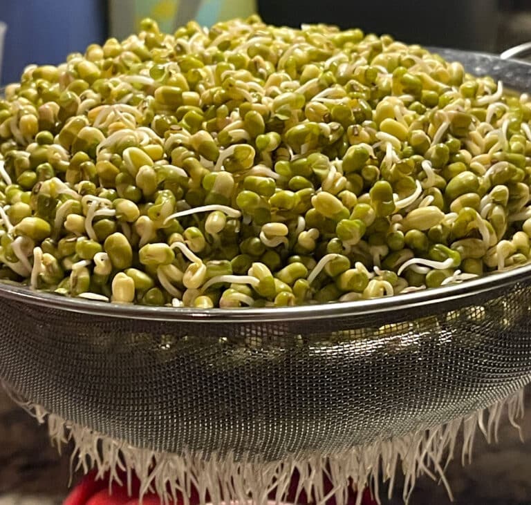 Mung Bean Sprouts, Sprouting Mung Bean In Colander Or Strainer